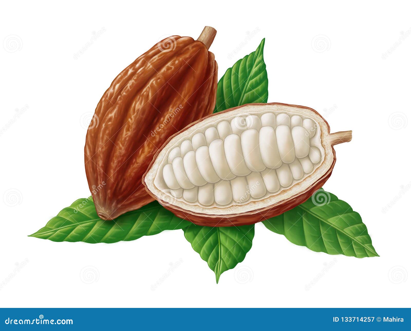 Cocoa Beans and Leaves Illustration Stock Illustration - Illustration ... Cocoa Beans and Leaves Illustration Stock Illustration - Illustration ...