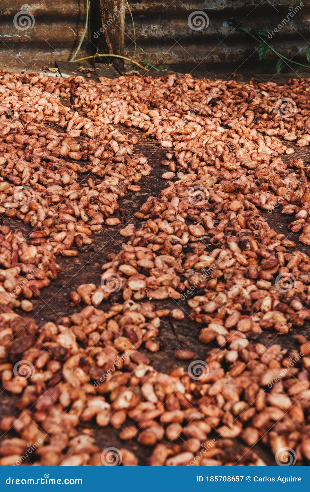 Cocoa Beans in Natural Drying Process with the Sun Stock Image - Image ...