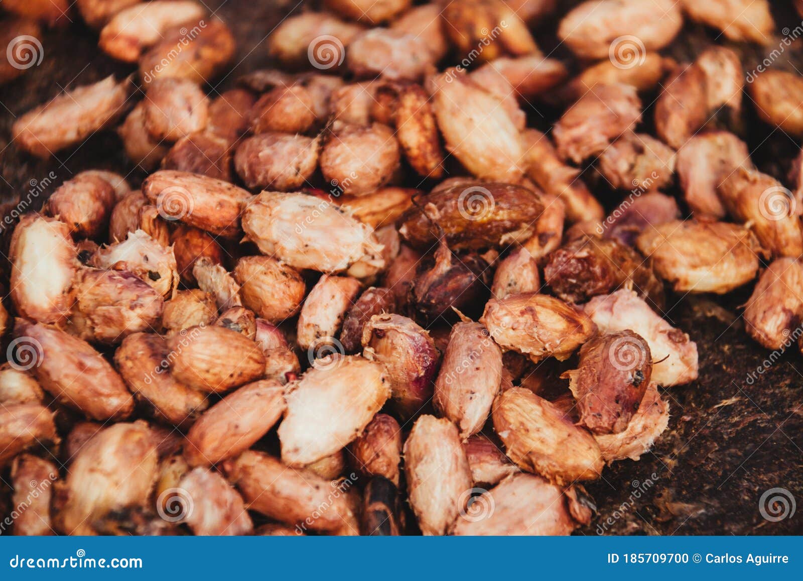 Cocoa Beans in Natural Drying Process with the Sun Stock Photo - Image ...