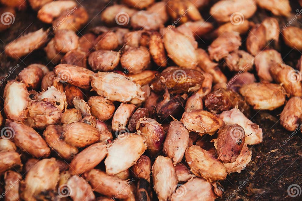 Cocoa Beans in Natural Drying Process with the Sun Stock Photo - Image ...