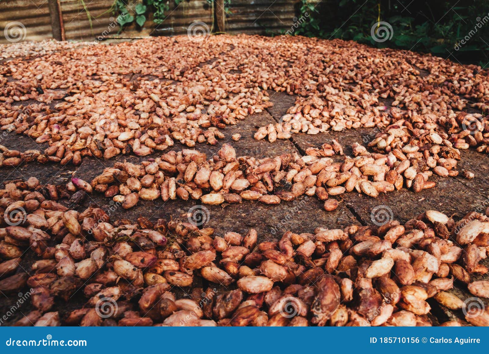 Cocoa Beans in Natural Drying Process with the Sun Stock Photo - Image ...