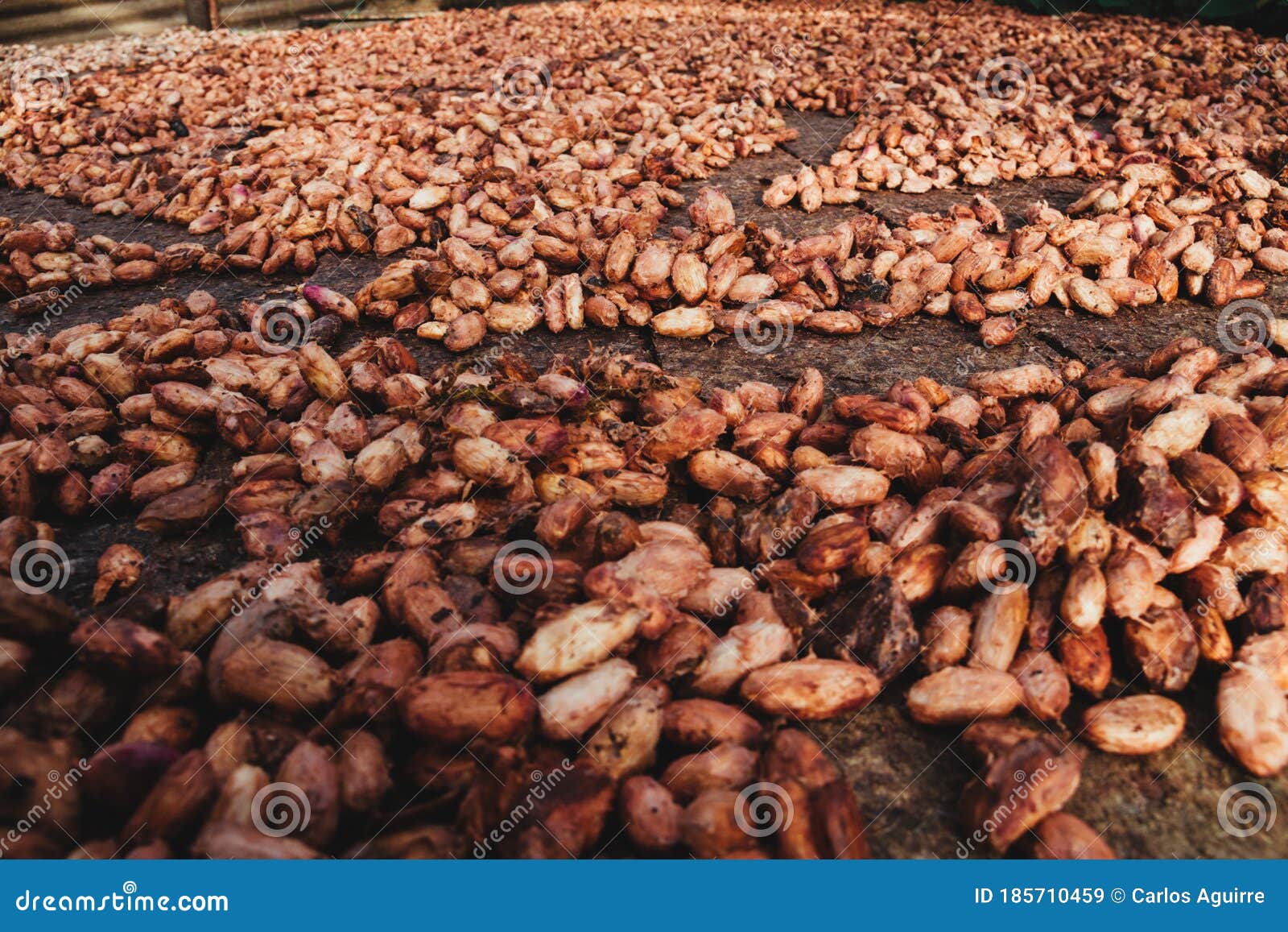 Cocoa Beans in Natural Drying Process with the Sun Stock Image - Image ...