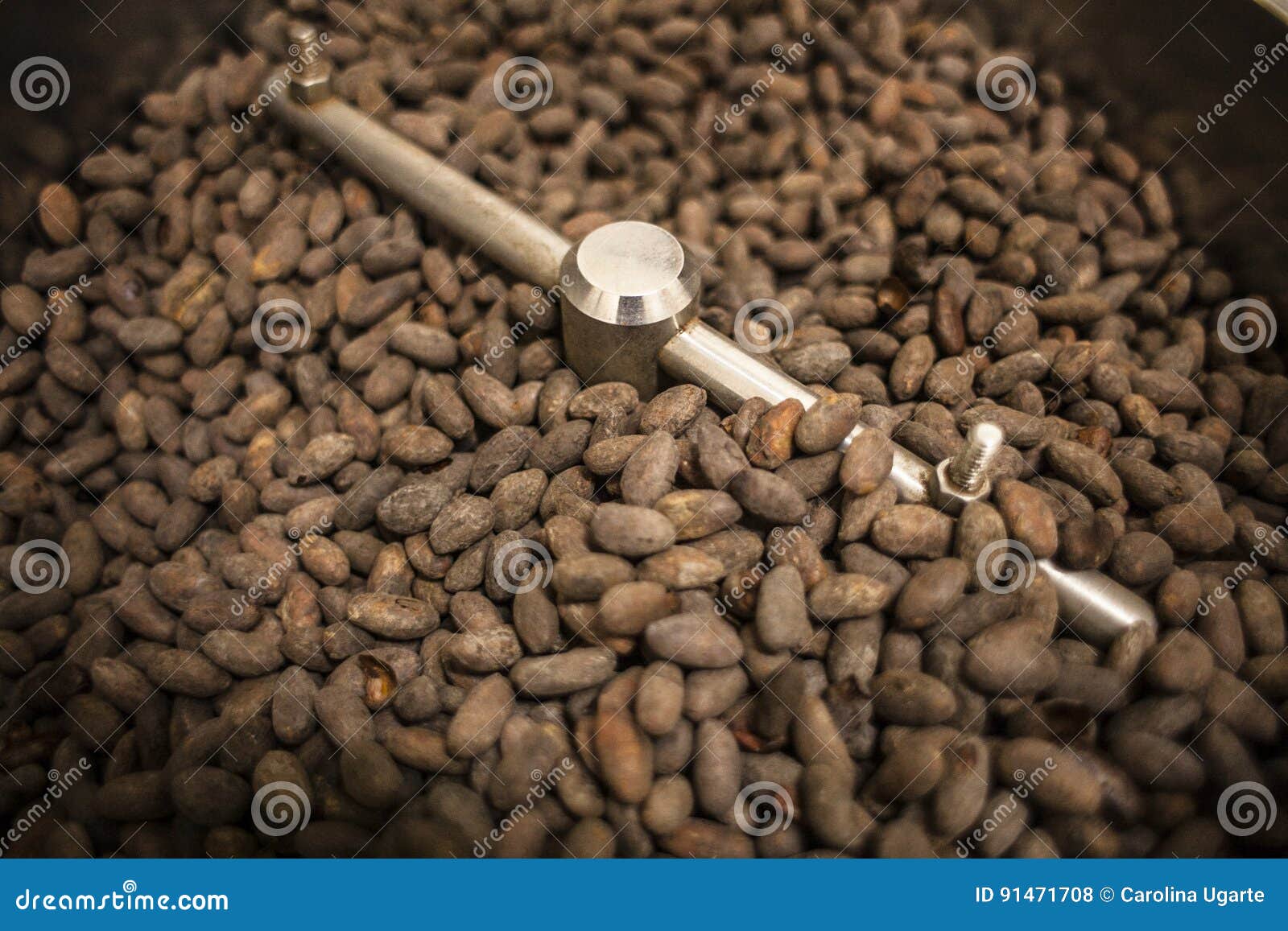 Cocoa beans stock photo. Image of industrial, food, brown - 91471708