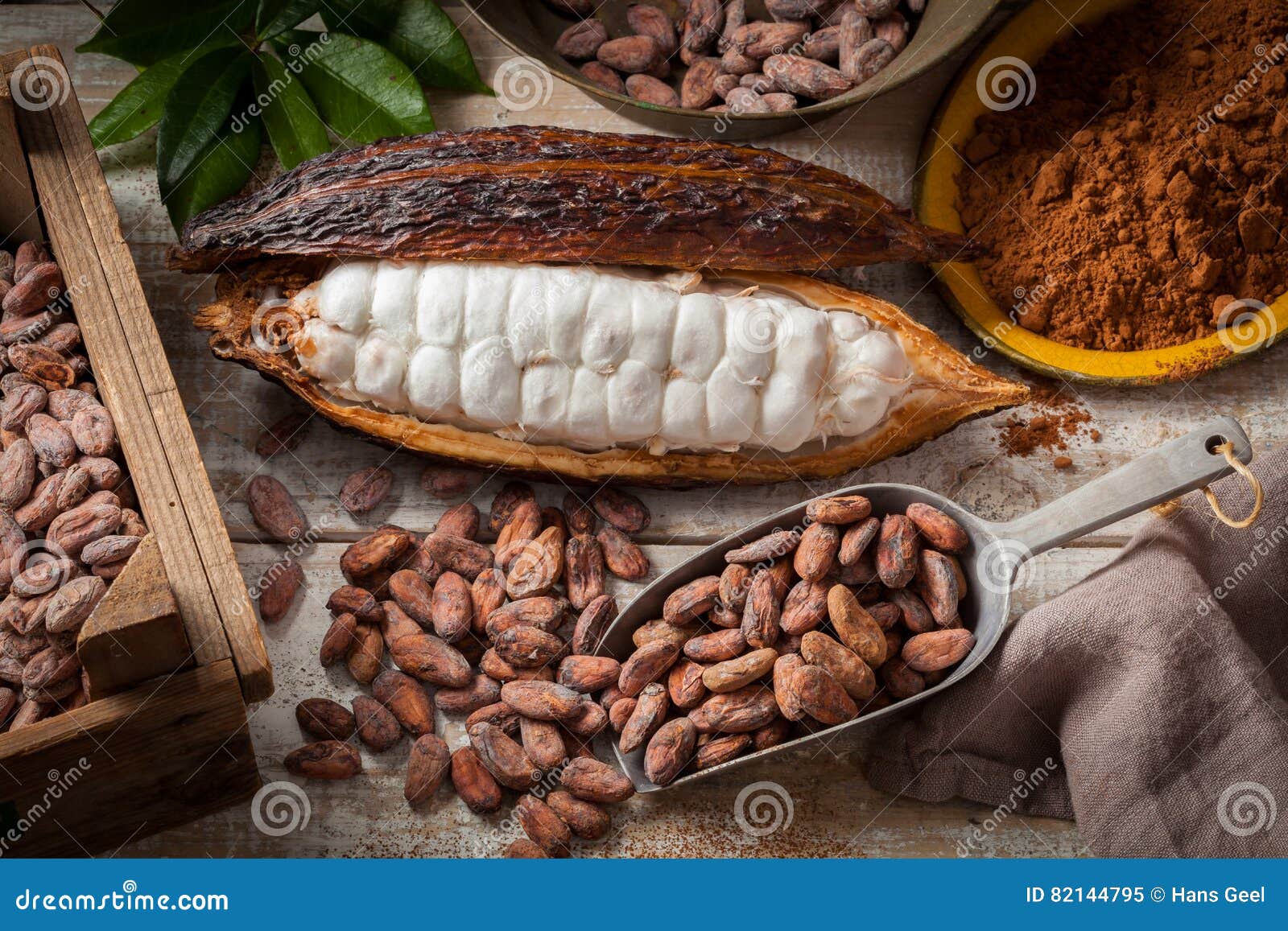 Cocoa beans and pod stock image. Image of open, ingredient - 82144795