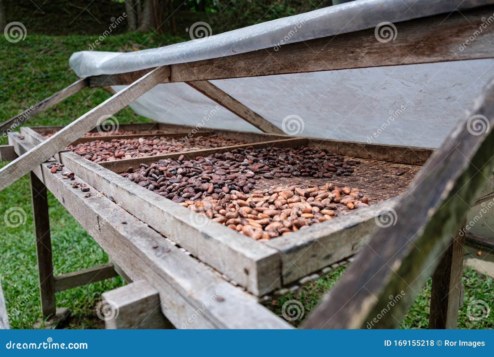 Cocoa Beans Sorting Station, Ubud, Bali Stock Photo - Image of station ...