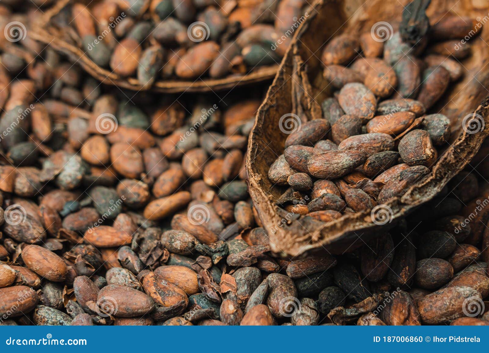 Cocoa Beans. Texture or Background Stock Photo - Image of seed ...
