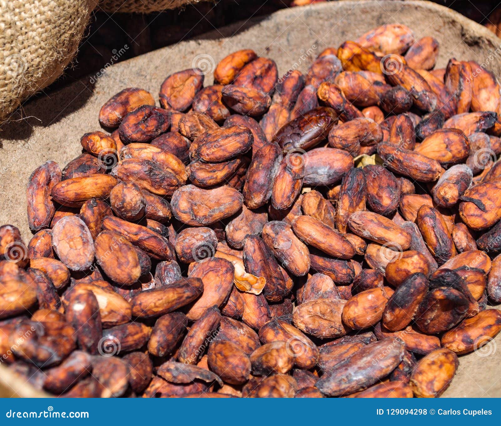 Cocoa beans to be sorted stock photo. Image of healthy - 129094298