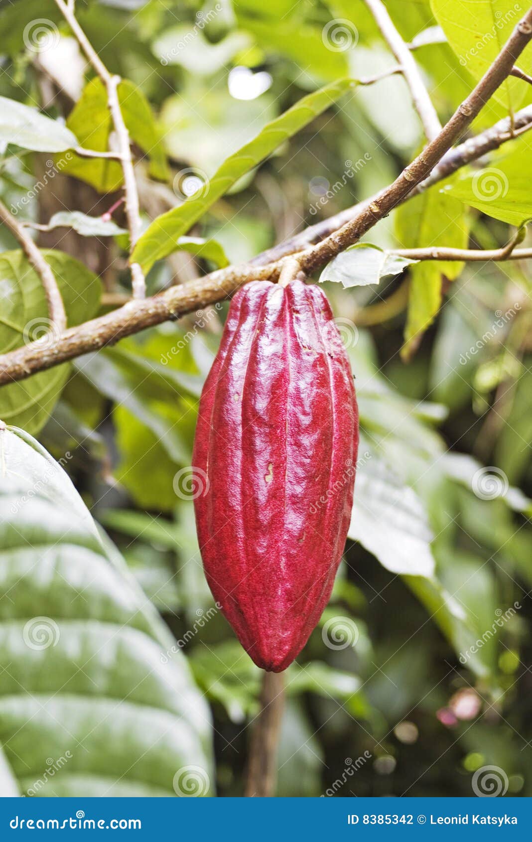 Cocoa-beans on a tree stock photo. Image of chocolate - 8385342