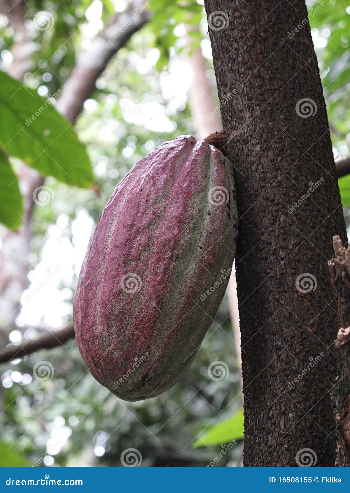 Cocoa capsule stock image. Image of cocoa, food, bean - 16508155