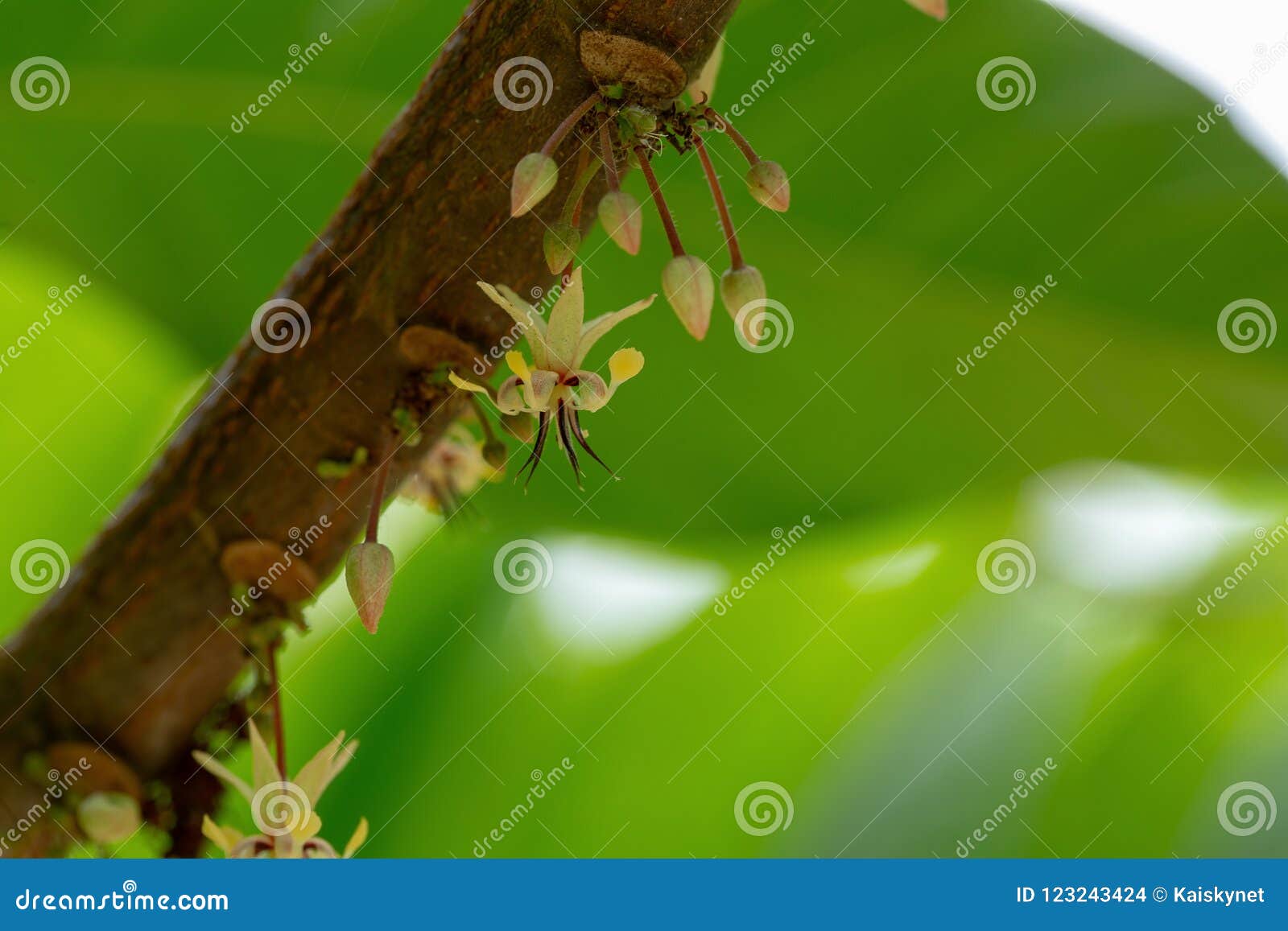 Cocoa Flowers, Cacao Fruit, Cocoa Pod on Tree Stock Photo - Image of ...
