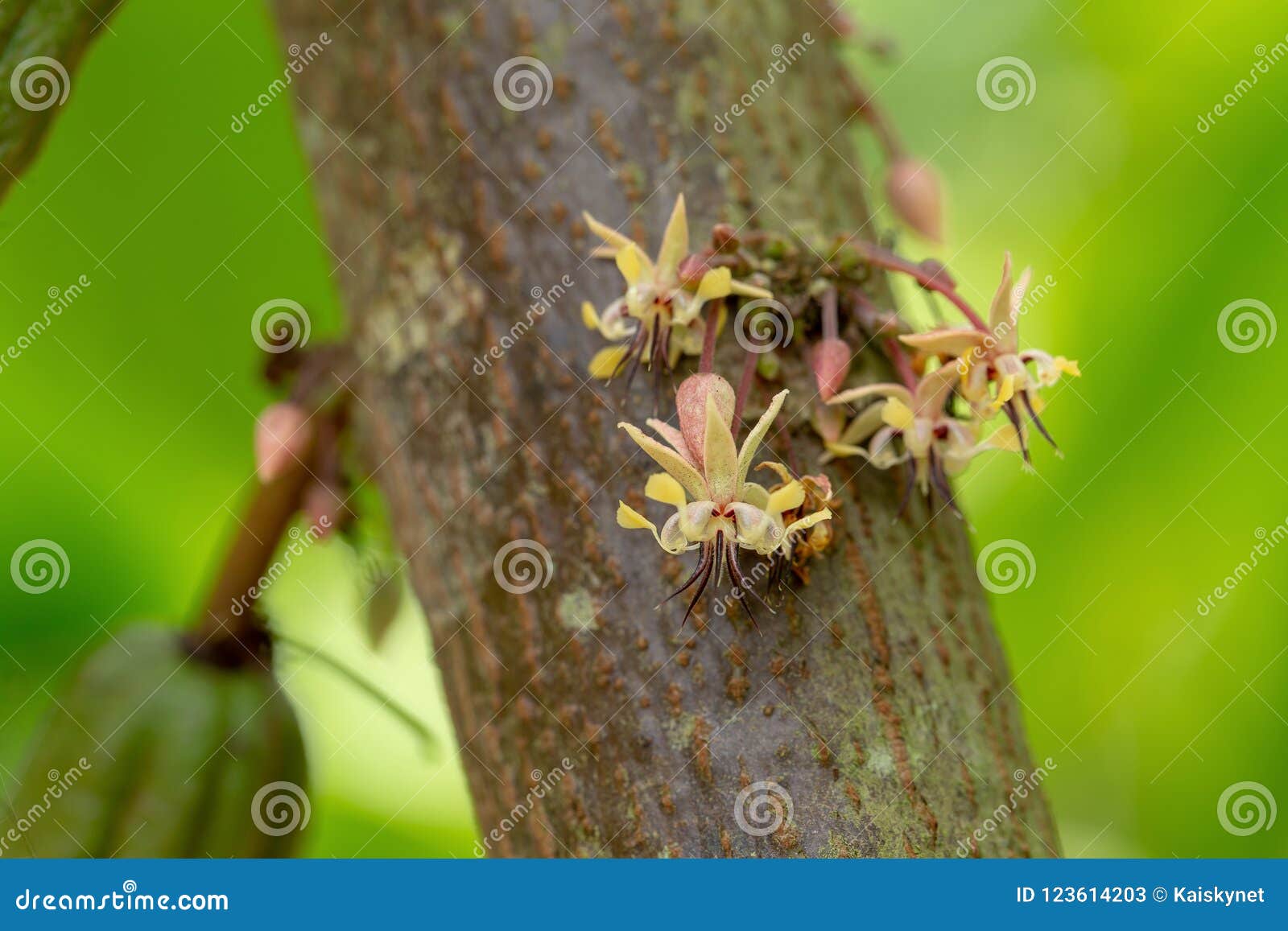Cocoa Flowers, Cacao Fruit, Cocoa Pod on Tree Stock Image - Image of ...
