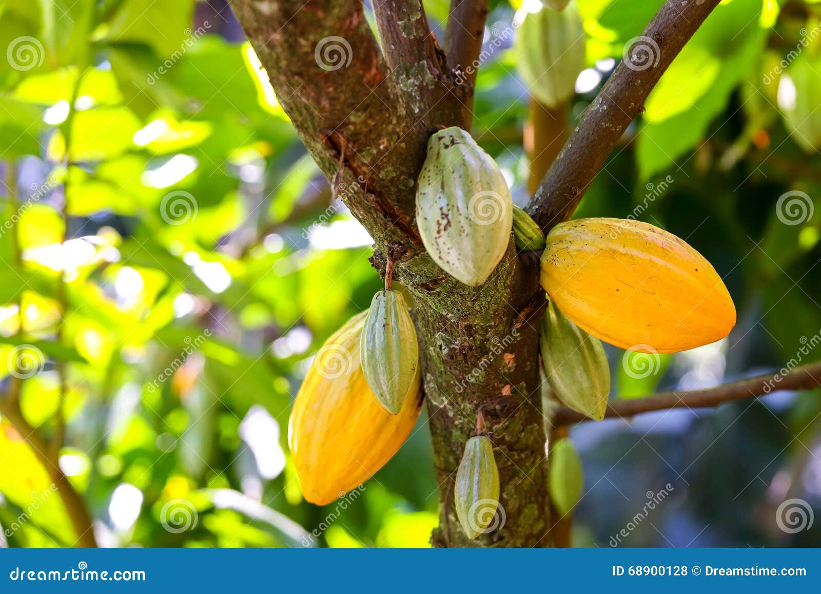 3,658 Cocoa Tree Forest Stock Photos - Free & Royalty-Free Stock Photos ...