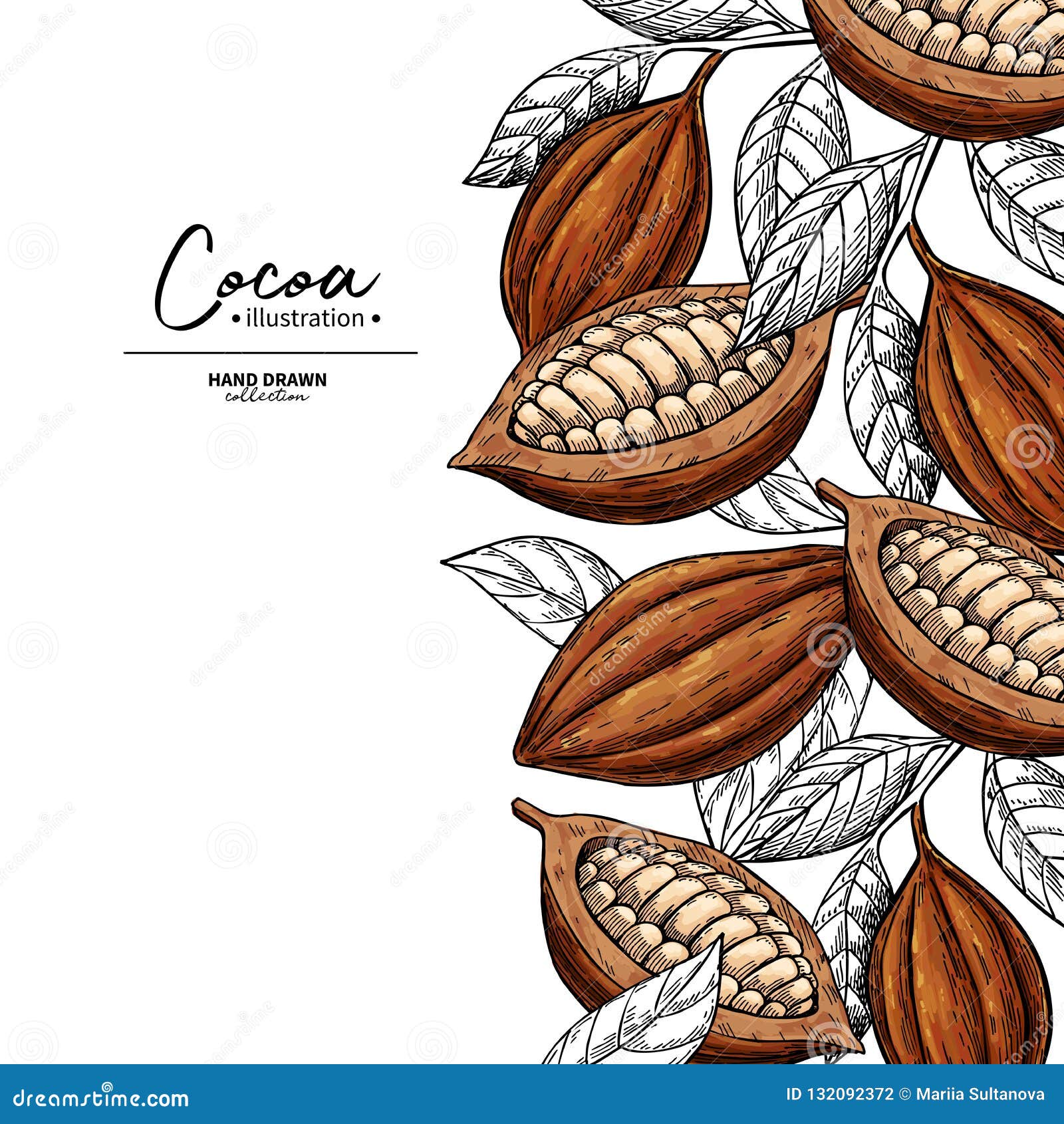 Cocoa Frame. Vector Superfood Drawing Template. Fruit, Leaf and Bean ... Cocoa Frame. Vector Superfood Drawing Template. Fruit, Leaf and Bean ...