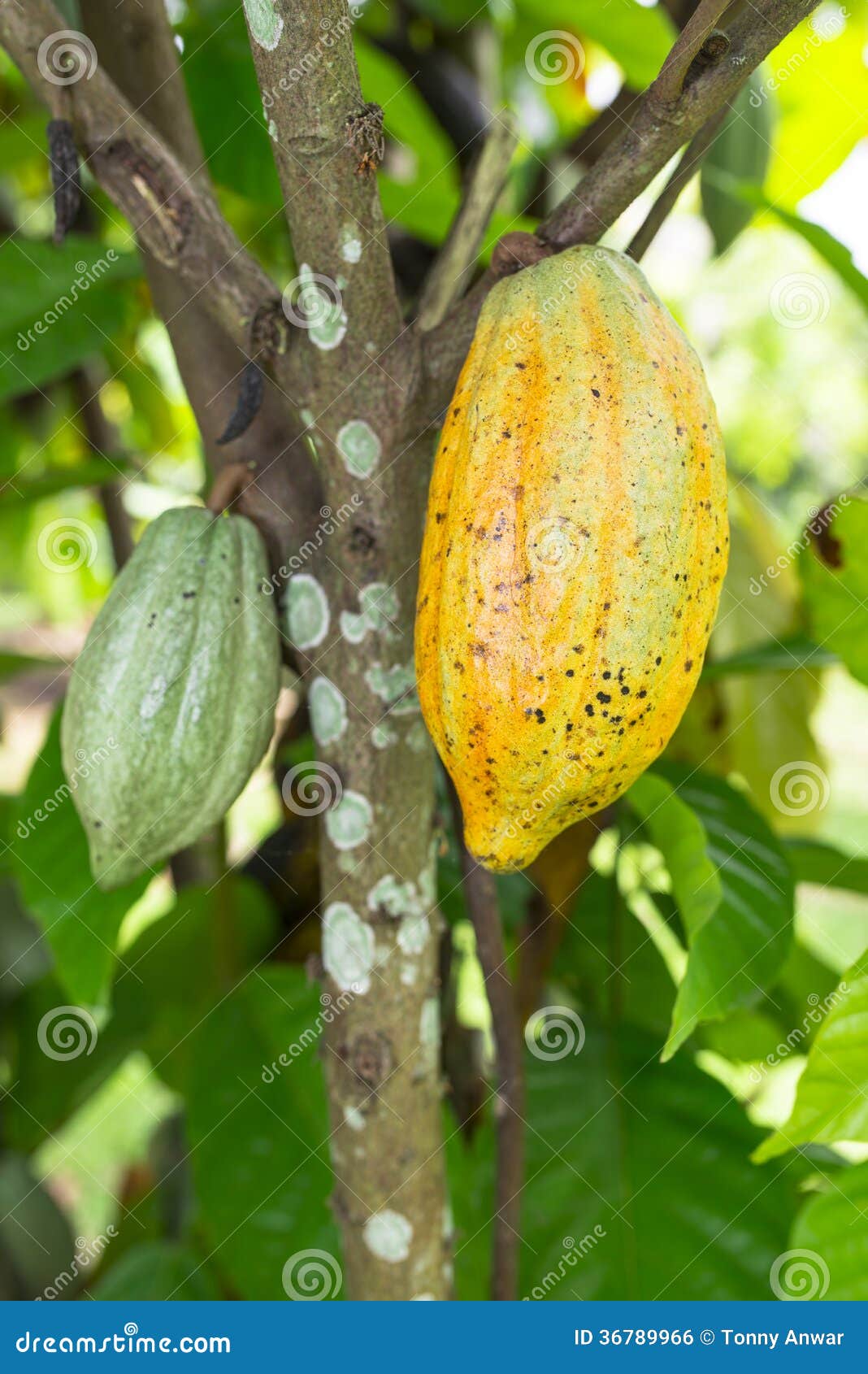 Cocoa stock photo. Image of organic, cocoa, cacao, fruit - 36789966