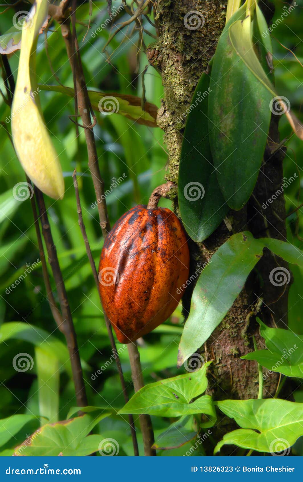 Cocoa Fruit stock image. Image of hawaii, fruit, tropical - 13826323