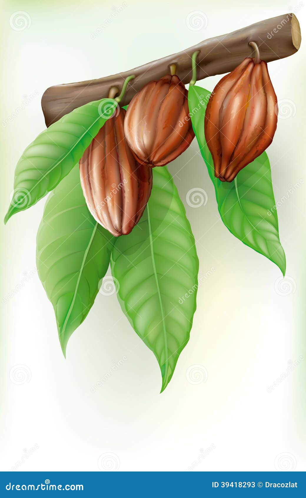 Cocoa Fruit on a Chocolate Background Stock Vector - Illustration of ...