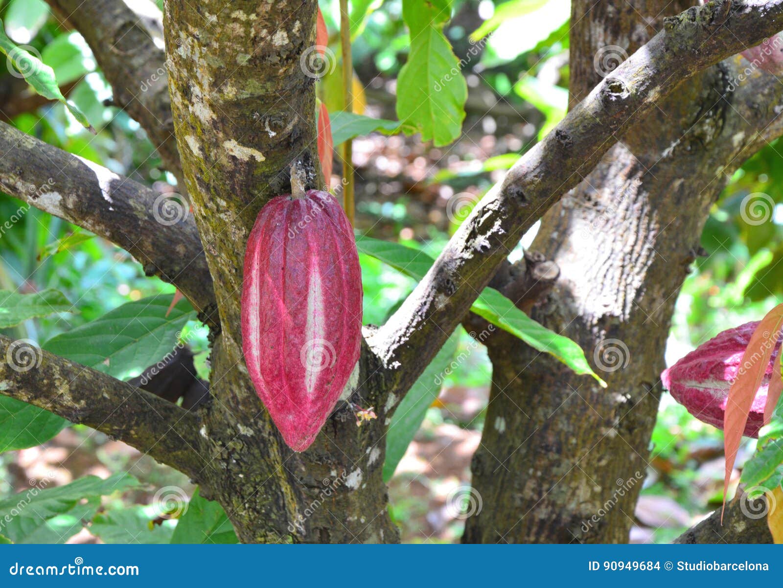 A Cocoa Pod Growing From Tree Trunk. Royalty-Free Stock Photography ...