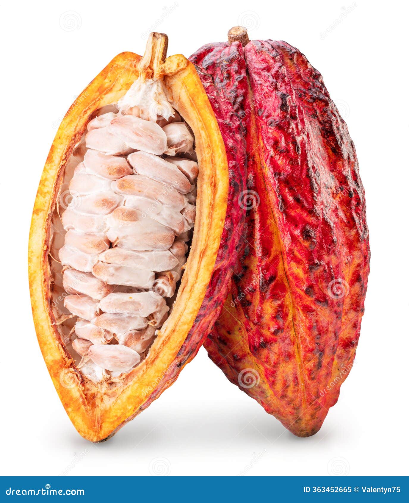 Cocoa Fruit Pod Hanging From A Tree Stock Image | CartoonDealer.com ...