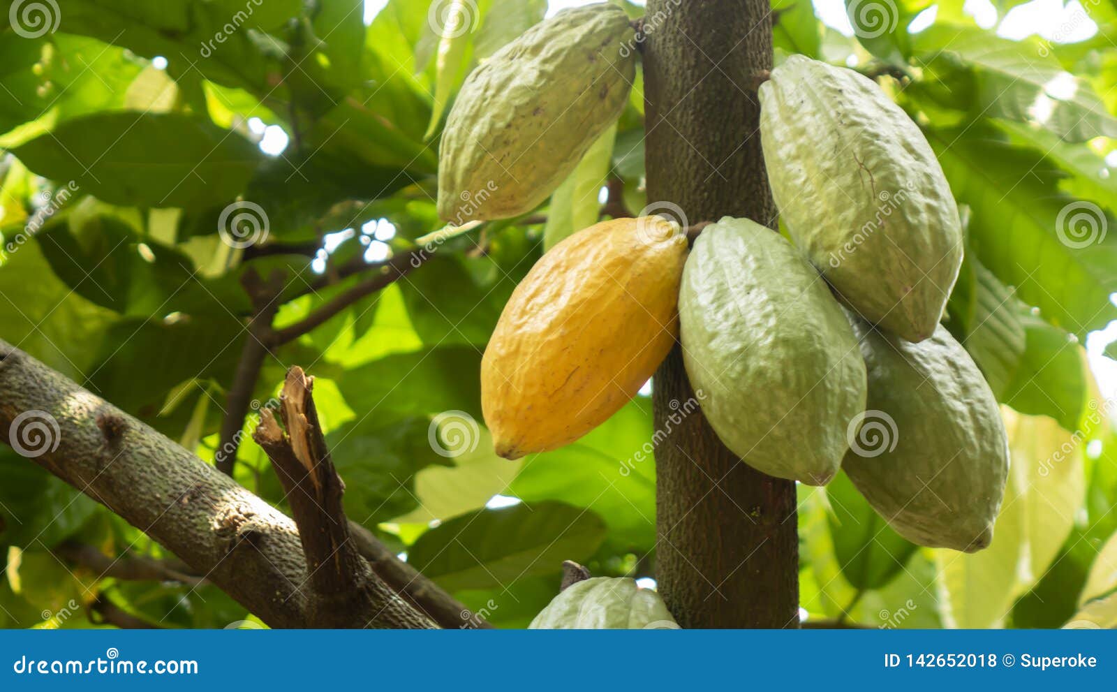 Cocoa fruit in the plant stock photo. Image of grow - 142652018
