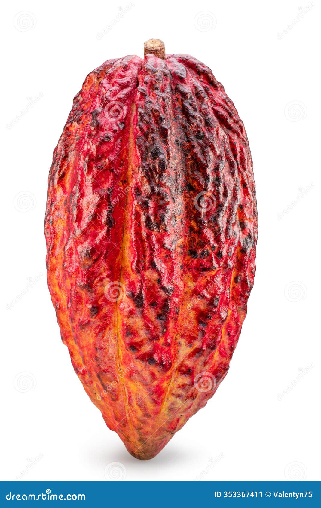 Cocoa Fruit Pod Hanging From A Tree Stock Image | CartoonDealer.com ...