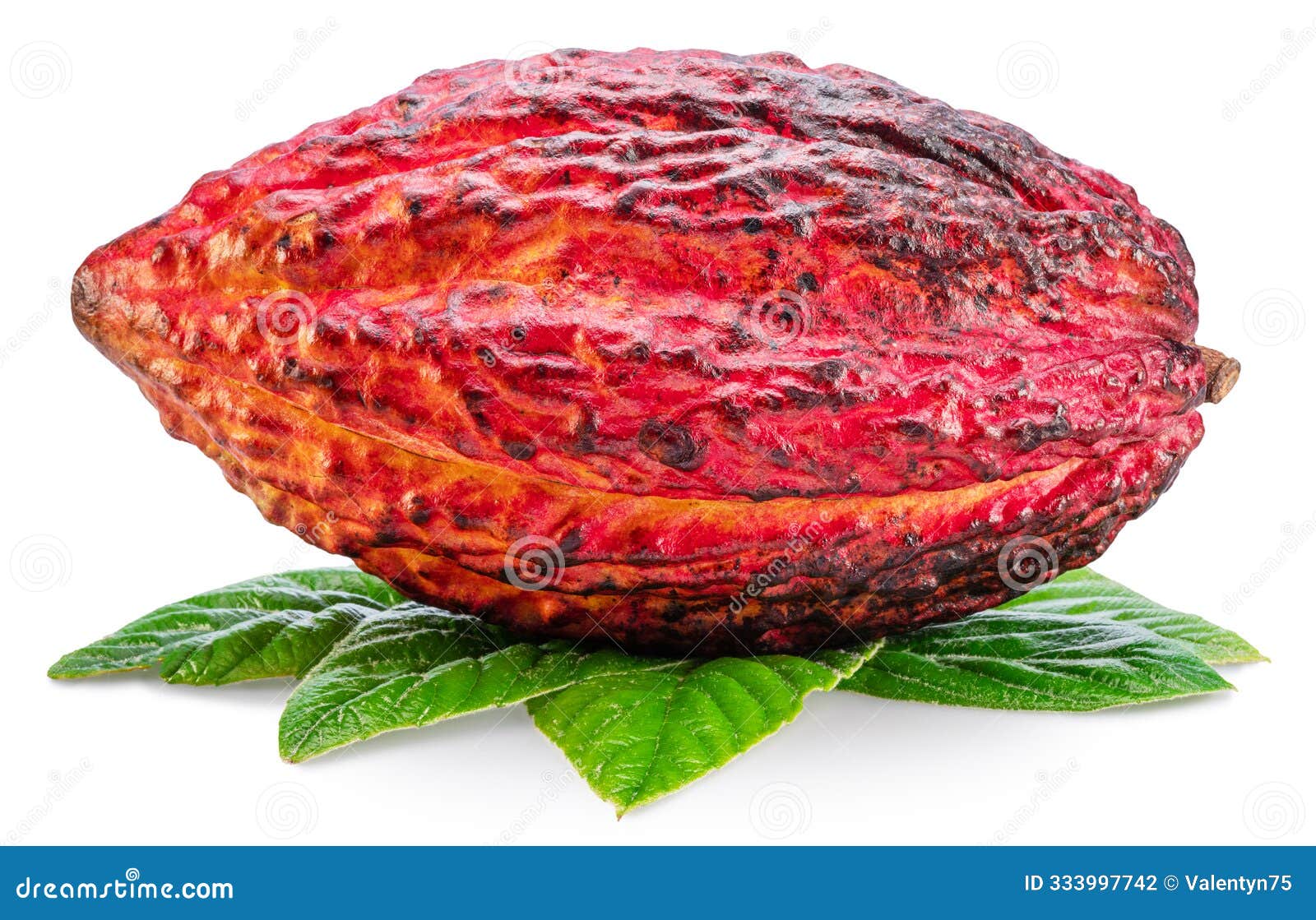 Cocoa Fruit or Cocoa Pod Over Green Leaves Isolated on White Background ...