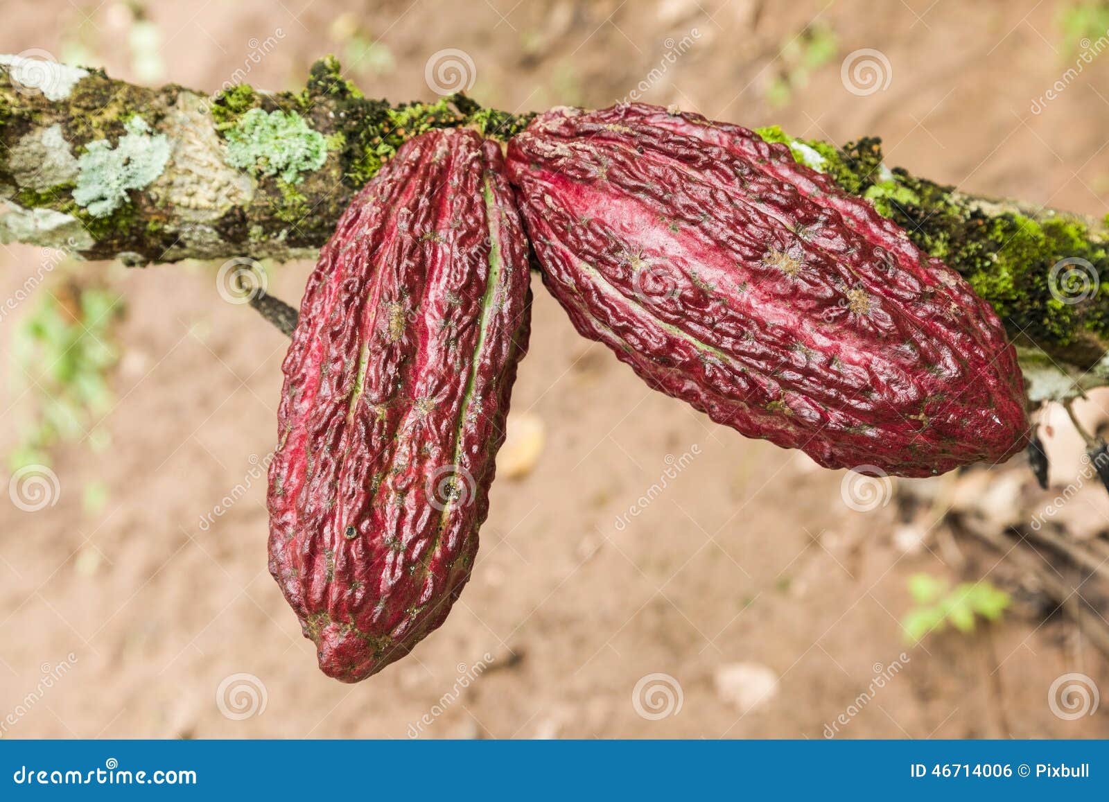Cocoa fruit stock photo. Image of tree, beans, colorful - 46714006