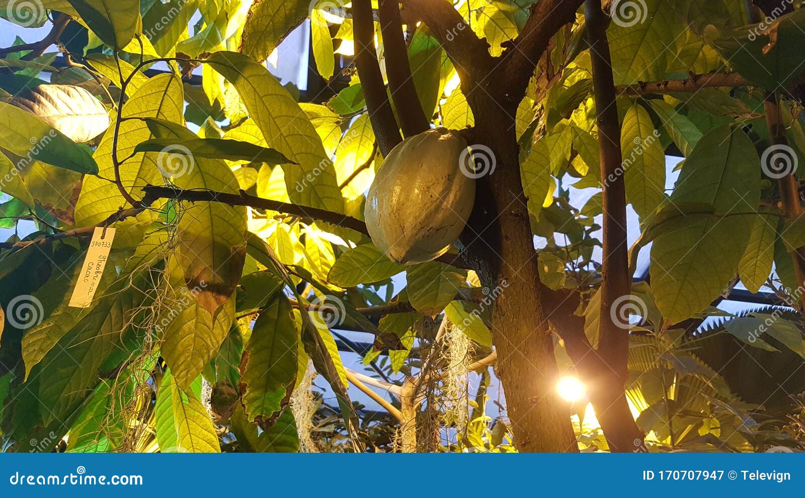 Cocoa fruit on the tree stock image. Image of garden - 170707947