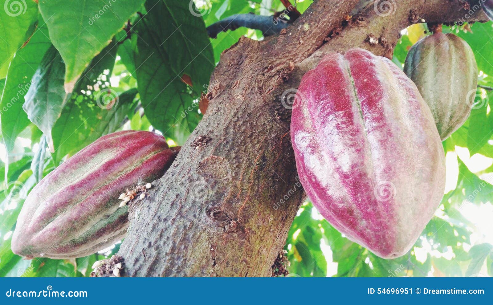 Cocoa Fruit Tree stock image. Image of darkchocolate - 54696951