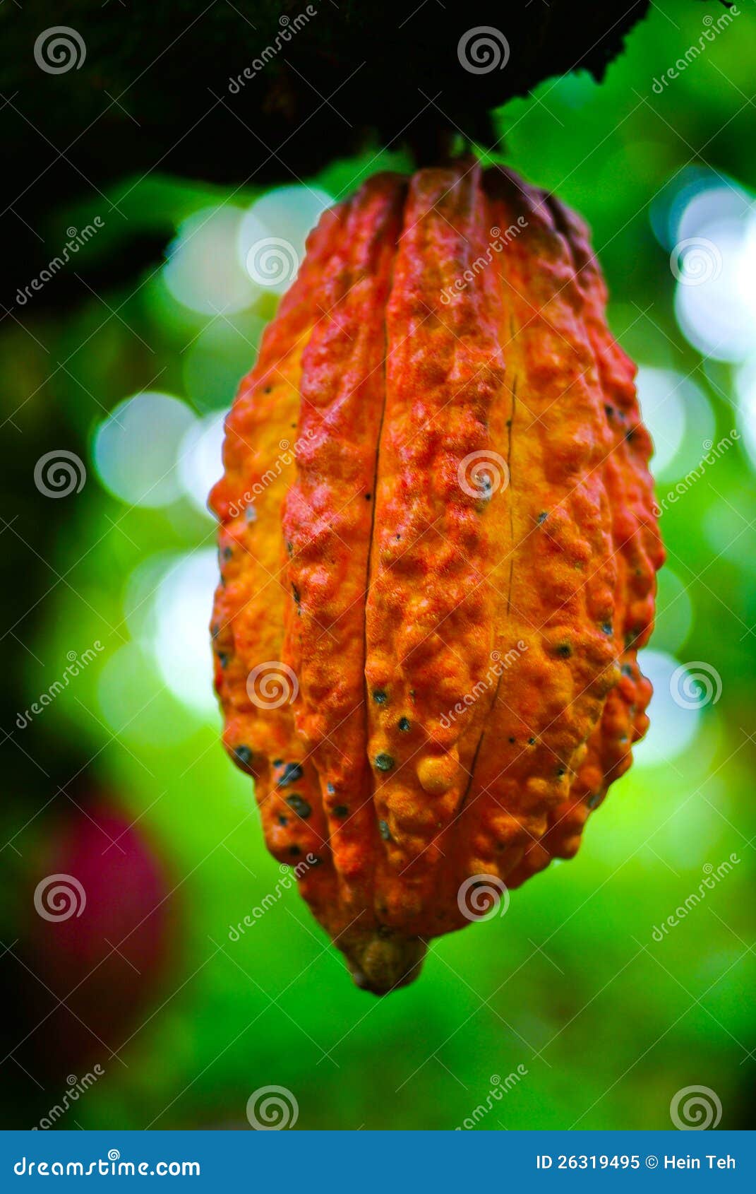 Cocoa Fruit in the Tree. Cocoa Pods in Tree, Stock Image - Image of ...