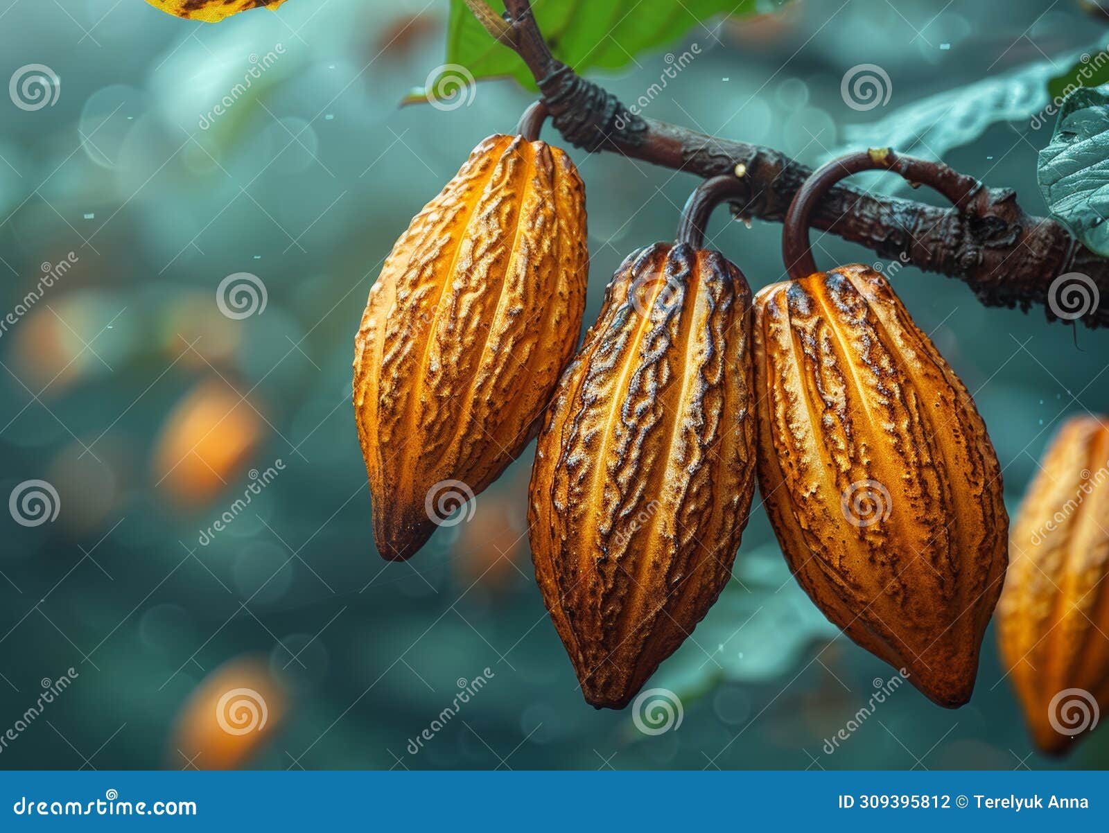 Cocoa Fruits Hanging on Tree this is the Seeds of the Cocoa Tree Stock ...