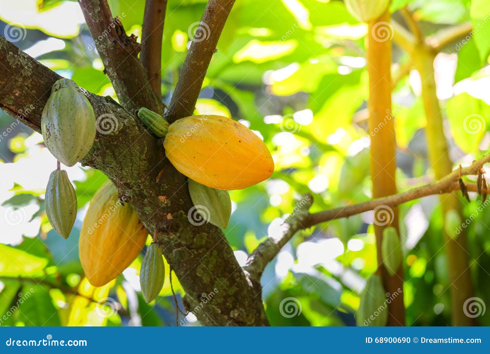 Cocoa fruits on the tree stock photo. Image of bitter - 68900690