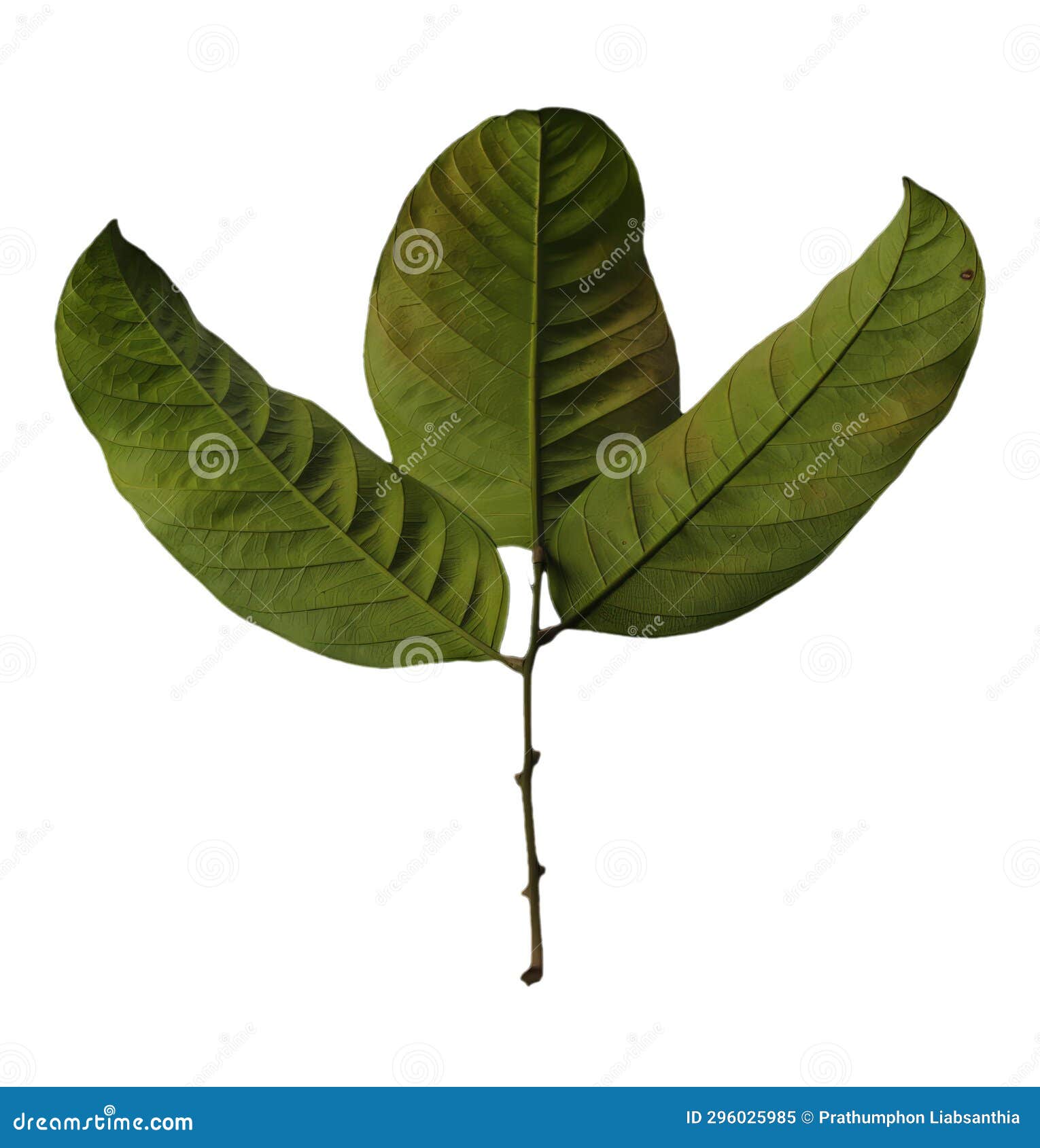Cocoa Leaves Isolated on White Background. Clipping Path Included Stock ...