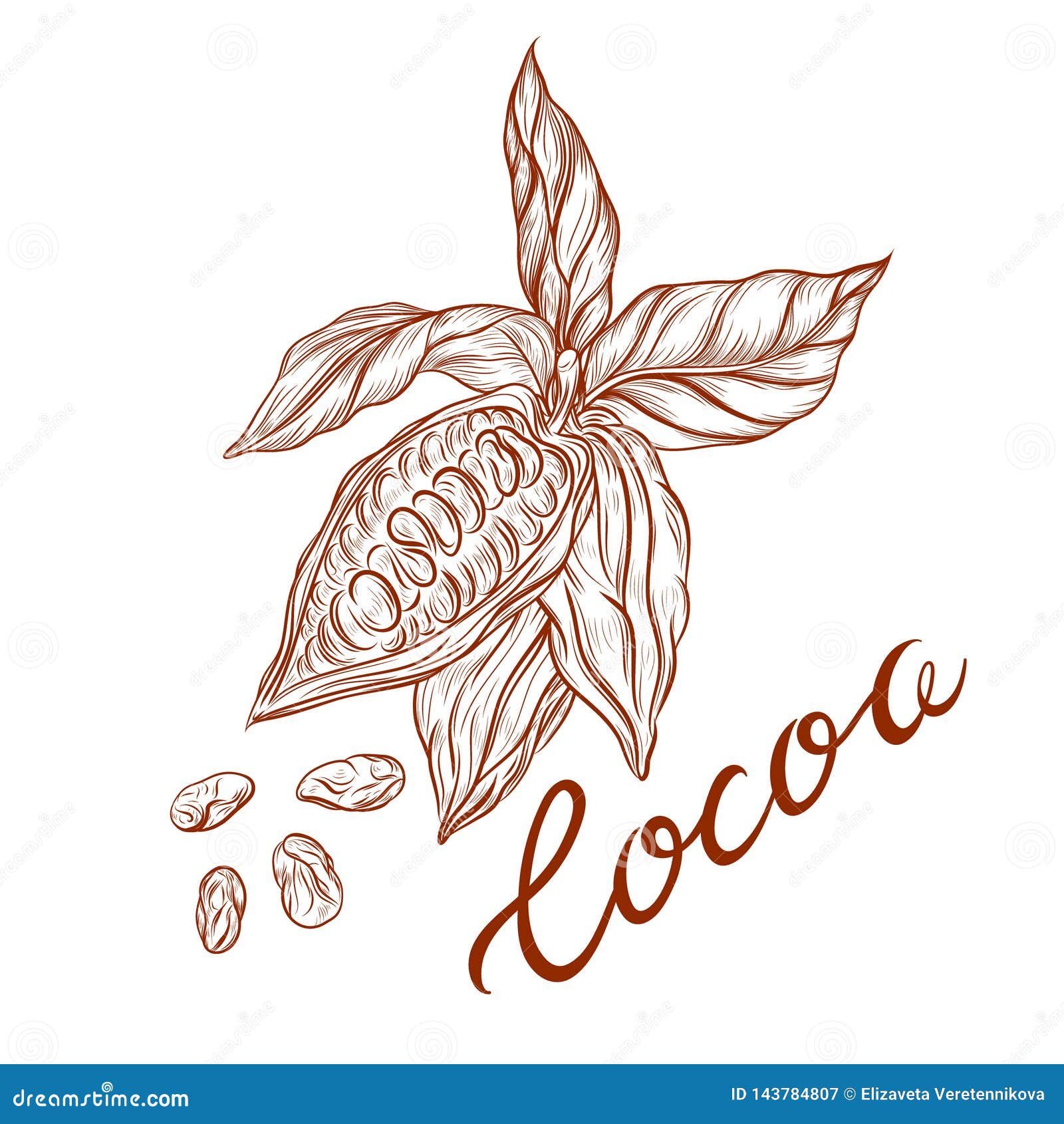 Cocoa logo stock vector. Illustration of health, chocolate - 143784807