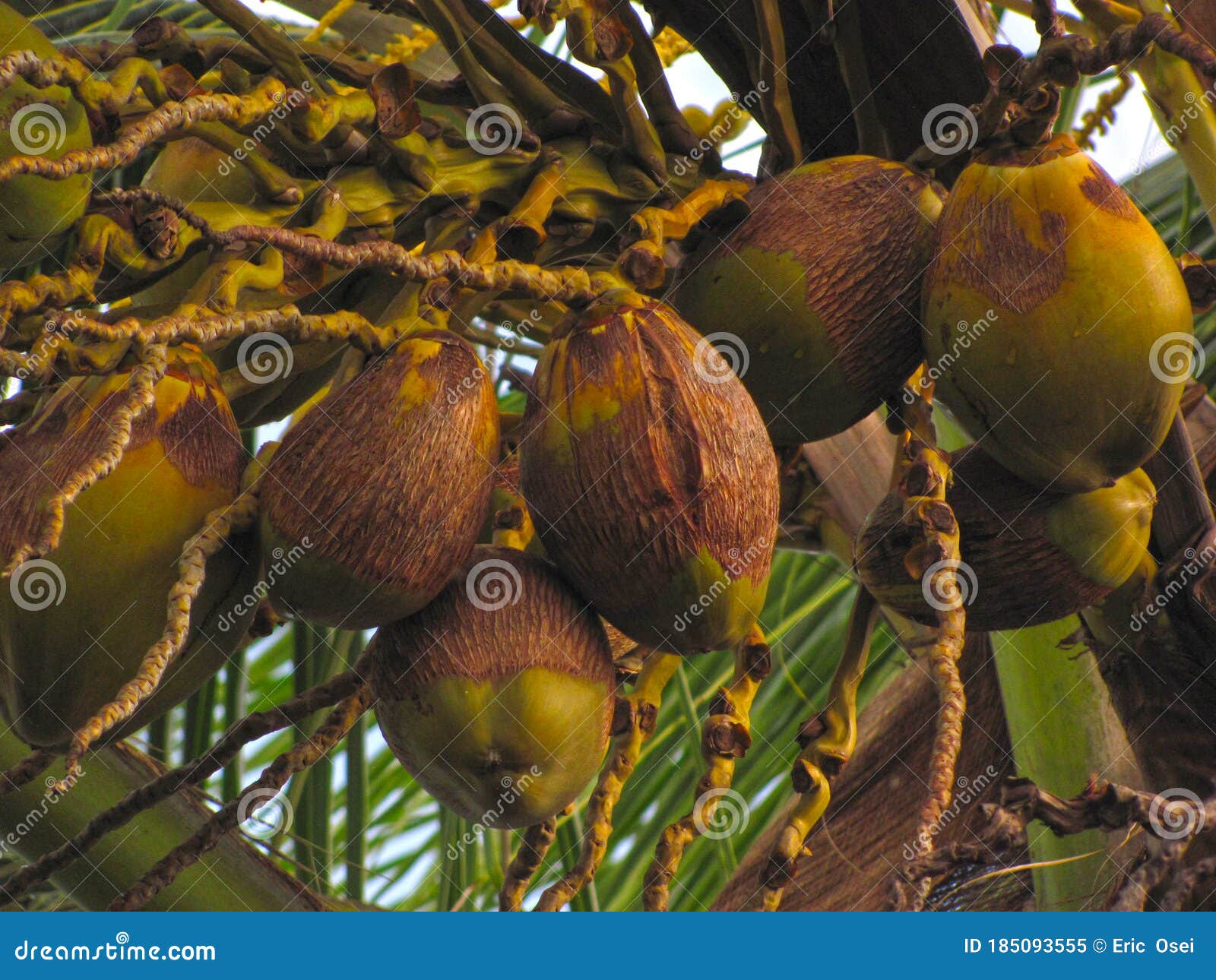Cocoa nut seven ripped stock image. Image of food, garden - 185093555