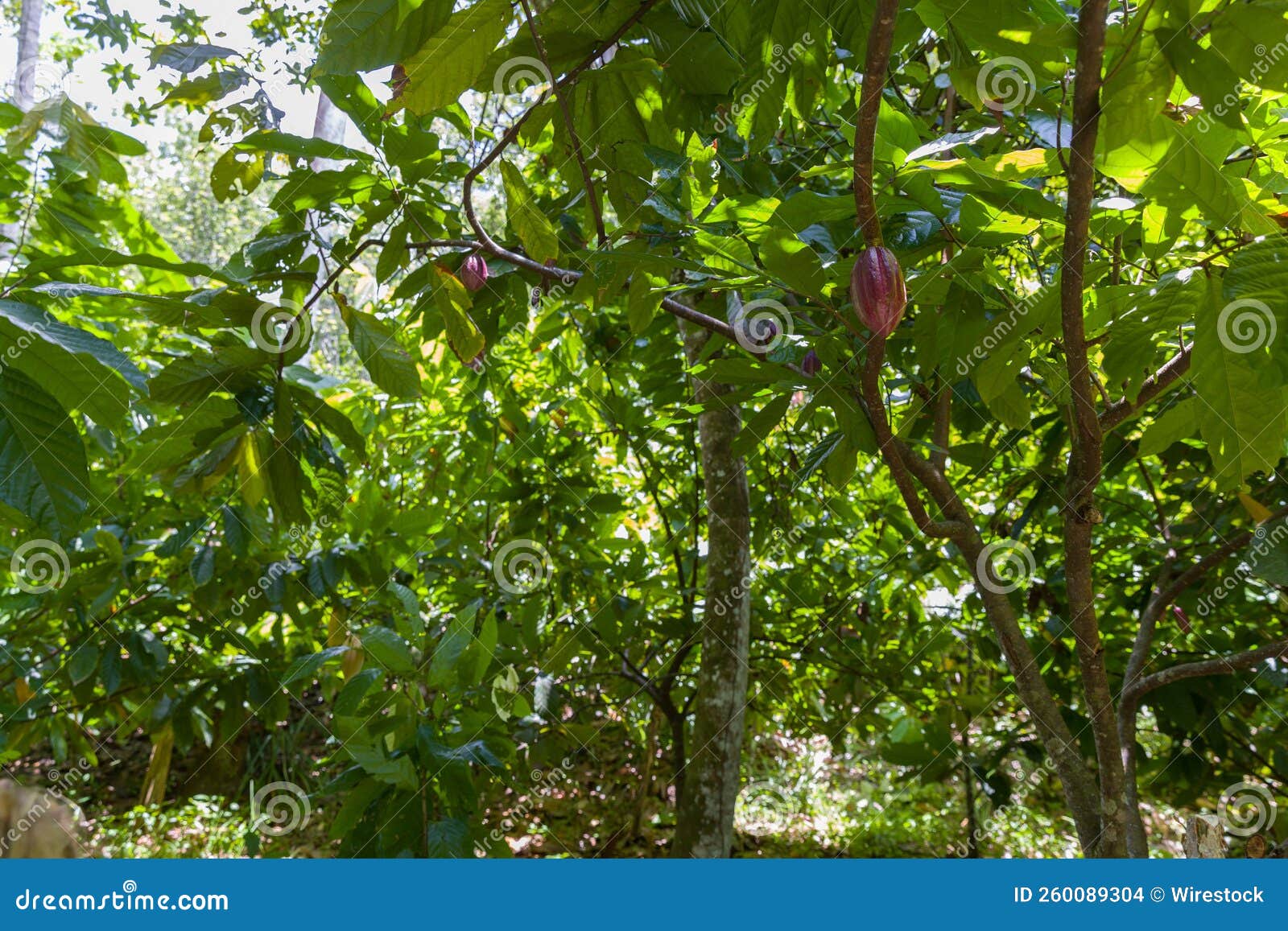Cocoa Plant with Green Leaves on the Tree Stock Photo - Image of leaves ...