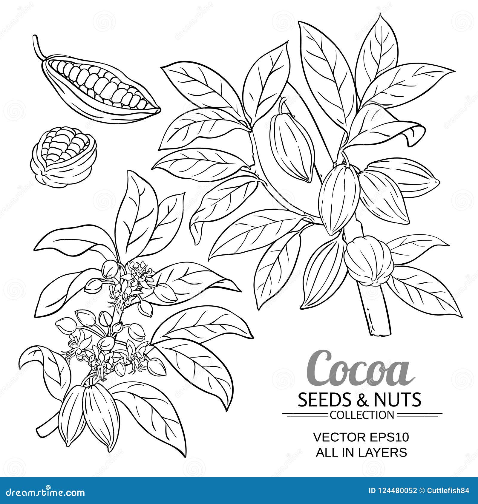Cocoa plant vector stock vector. Illustration of etching - 124480052