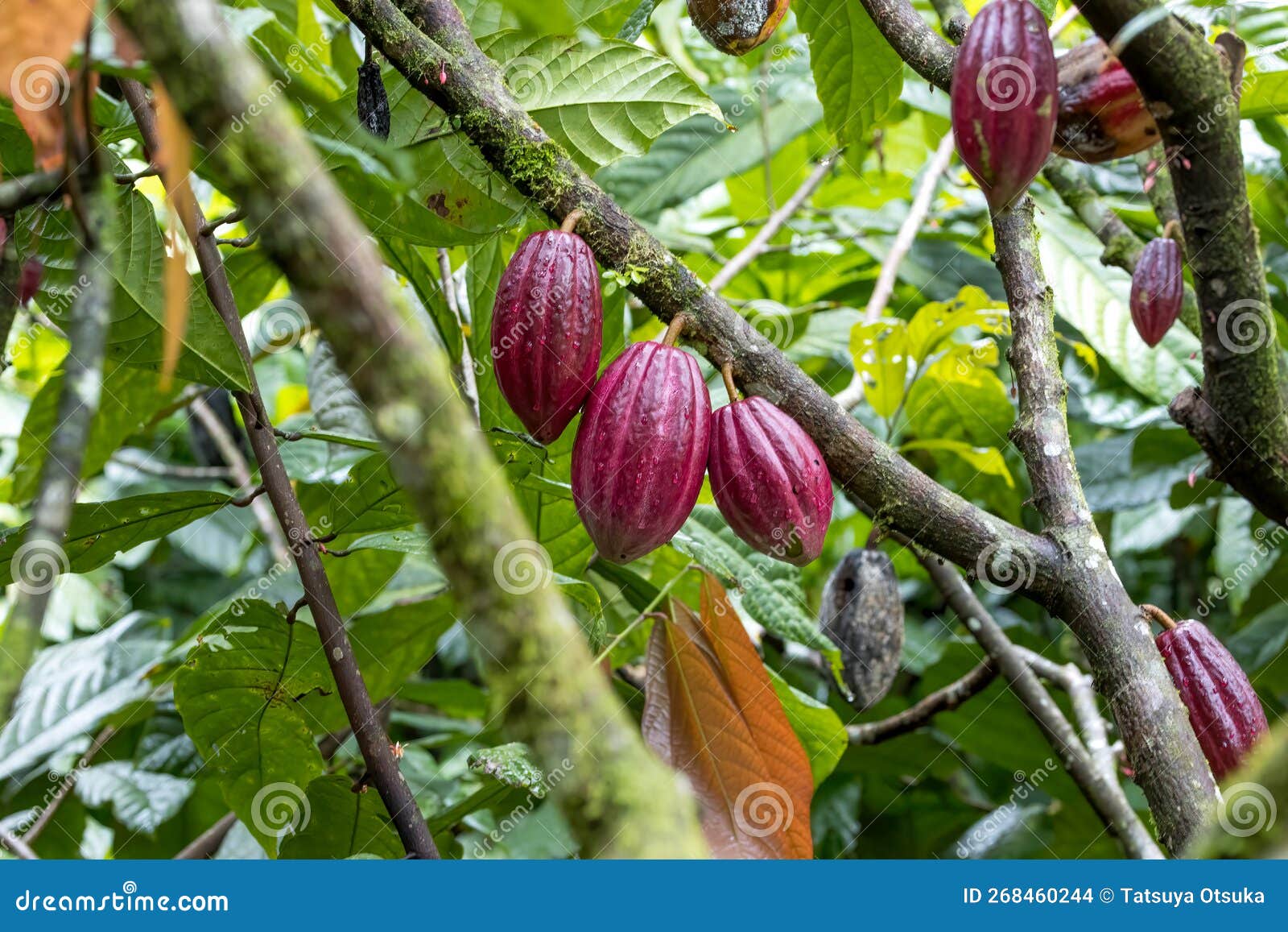 Cocoa Plantation in Costa Rica. Stock Photo - Image of tree, rica ...