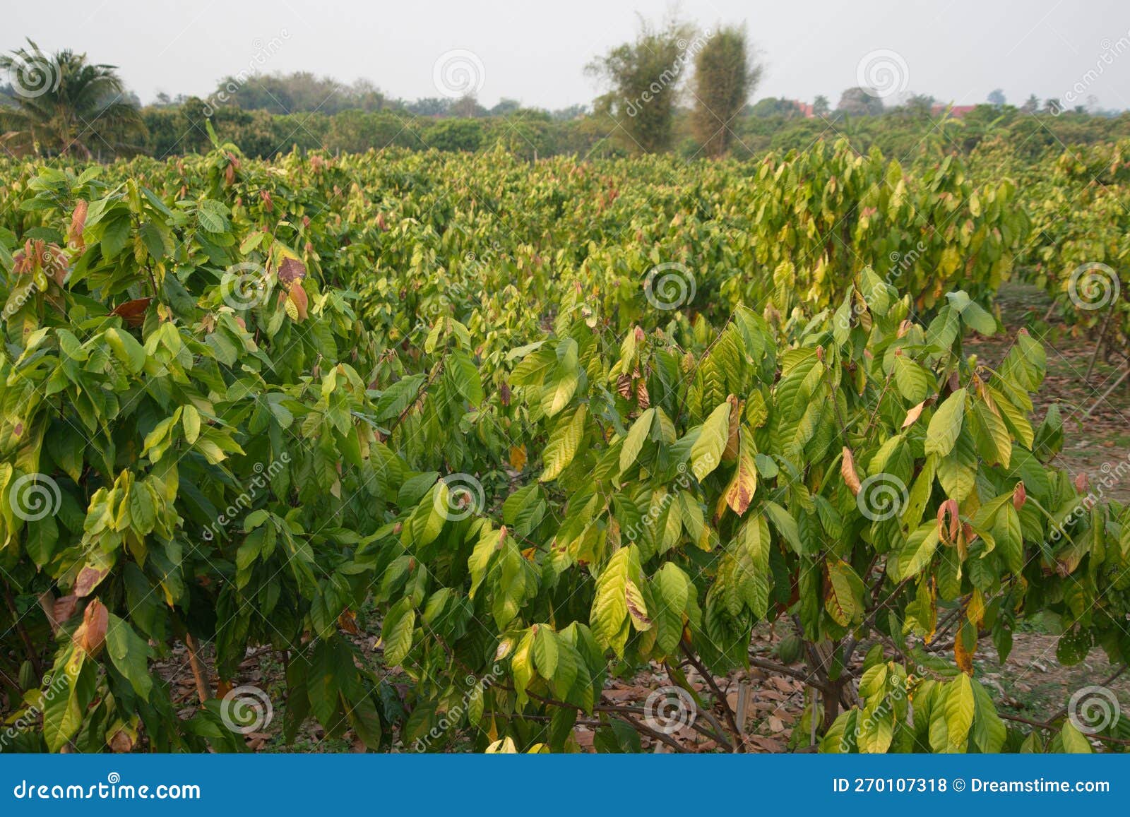 Cocoa Plants in Nature Background. Stock Photo - Image of cocoa, garden ...