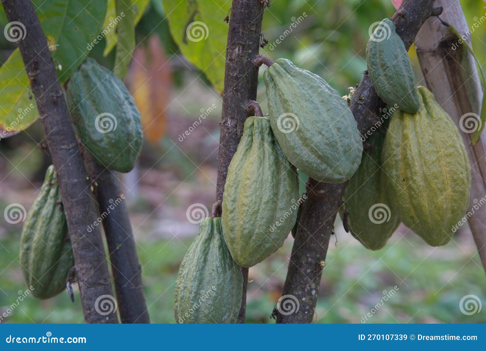 Cocoa Plants in Nature Background. Stock Image - Image of food, branch ...
