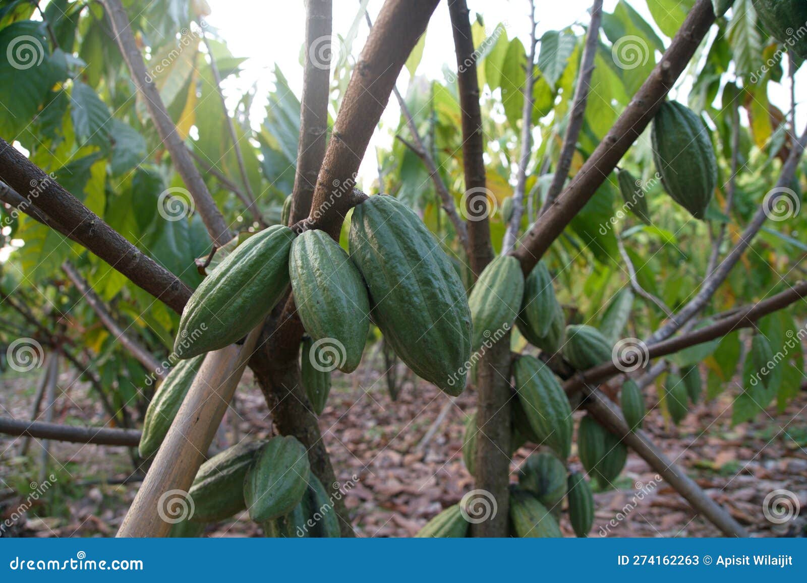 Cocoa Plants in Nature Background. Stock Image - Image of green ...