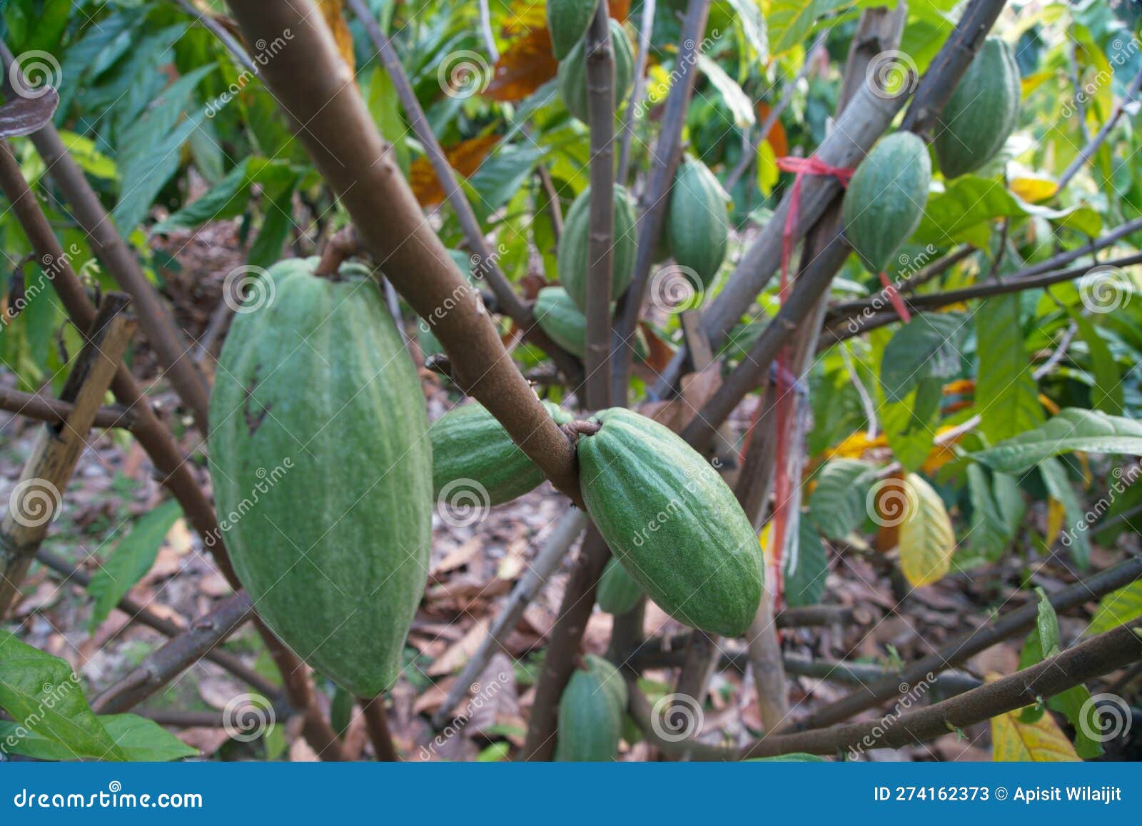 Cocoa Plants in Nature Background. Stock Image - Image of vegetable ...