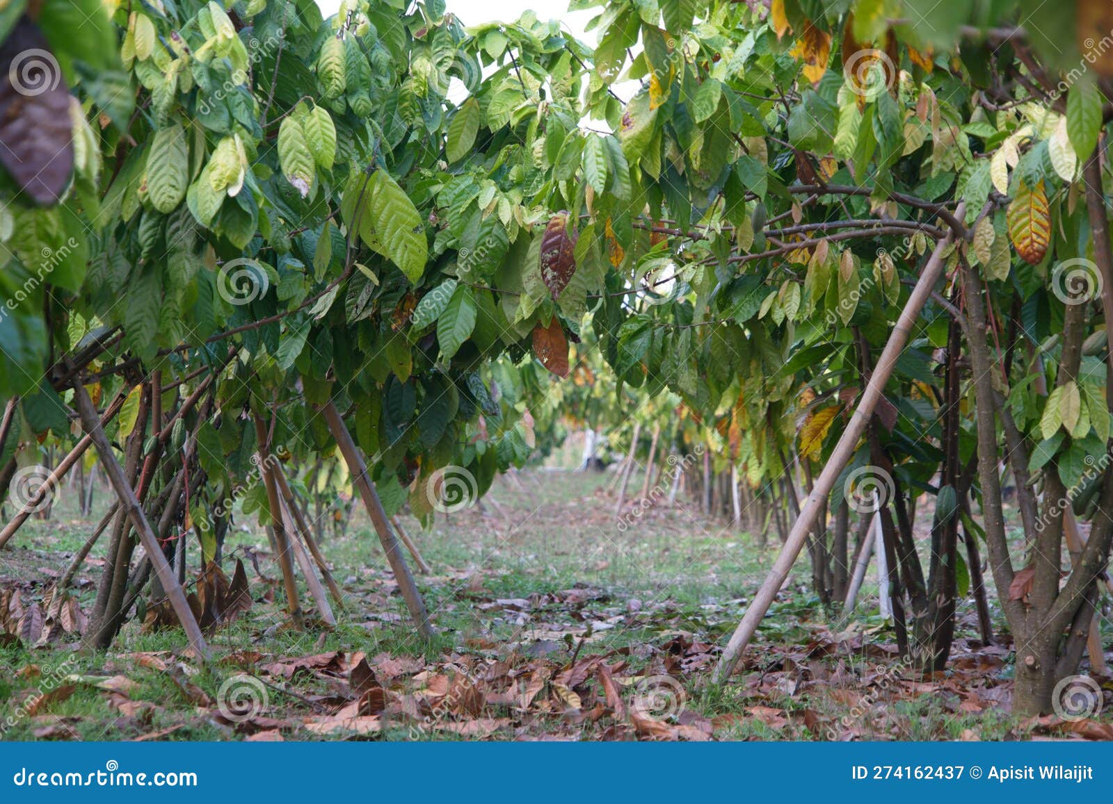 Cocoa Plants in Nature Background. Stock Image - Image of soil, shrub ...