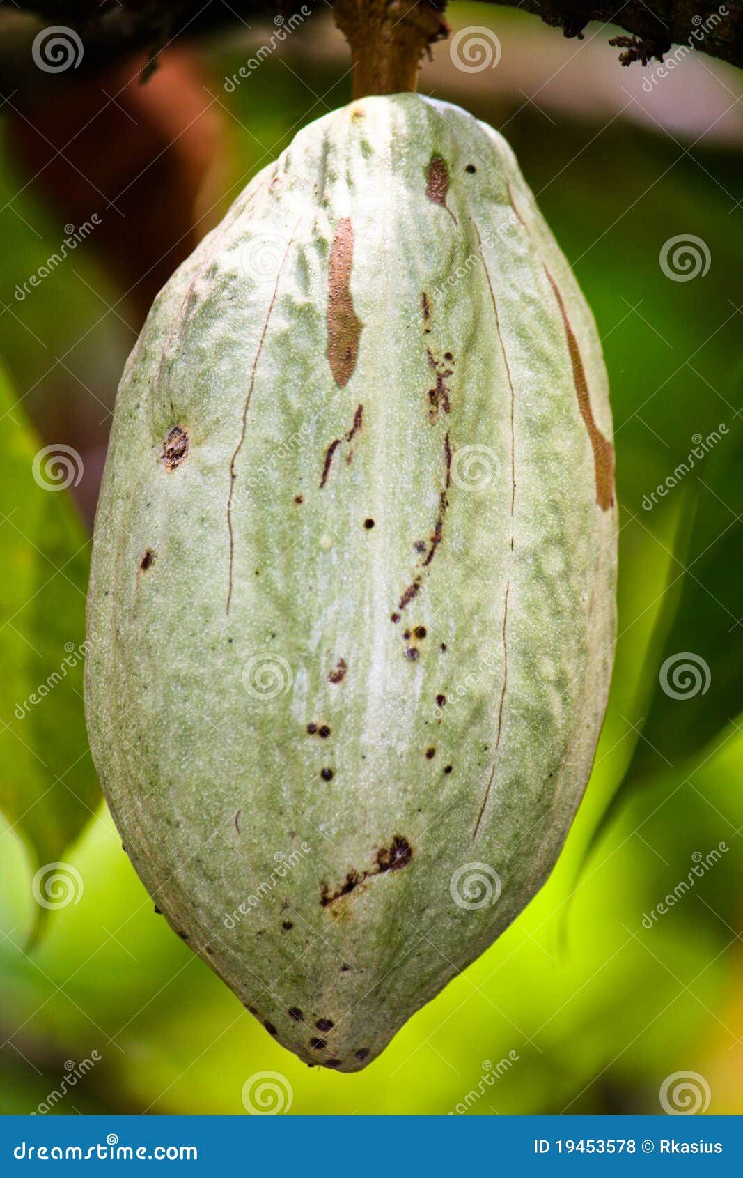 Cocoa pod stock photo. Image of garden, fruit, indonesia - 19453578