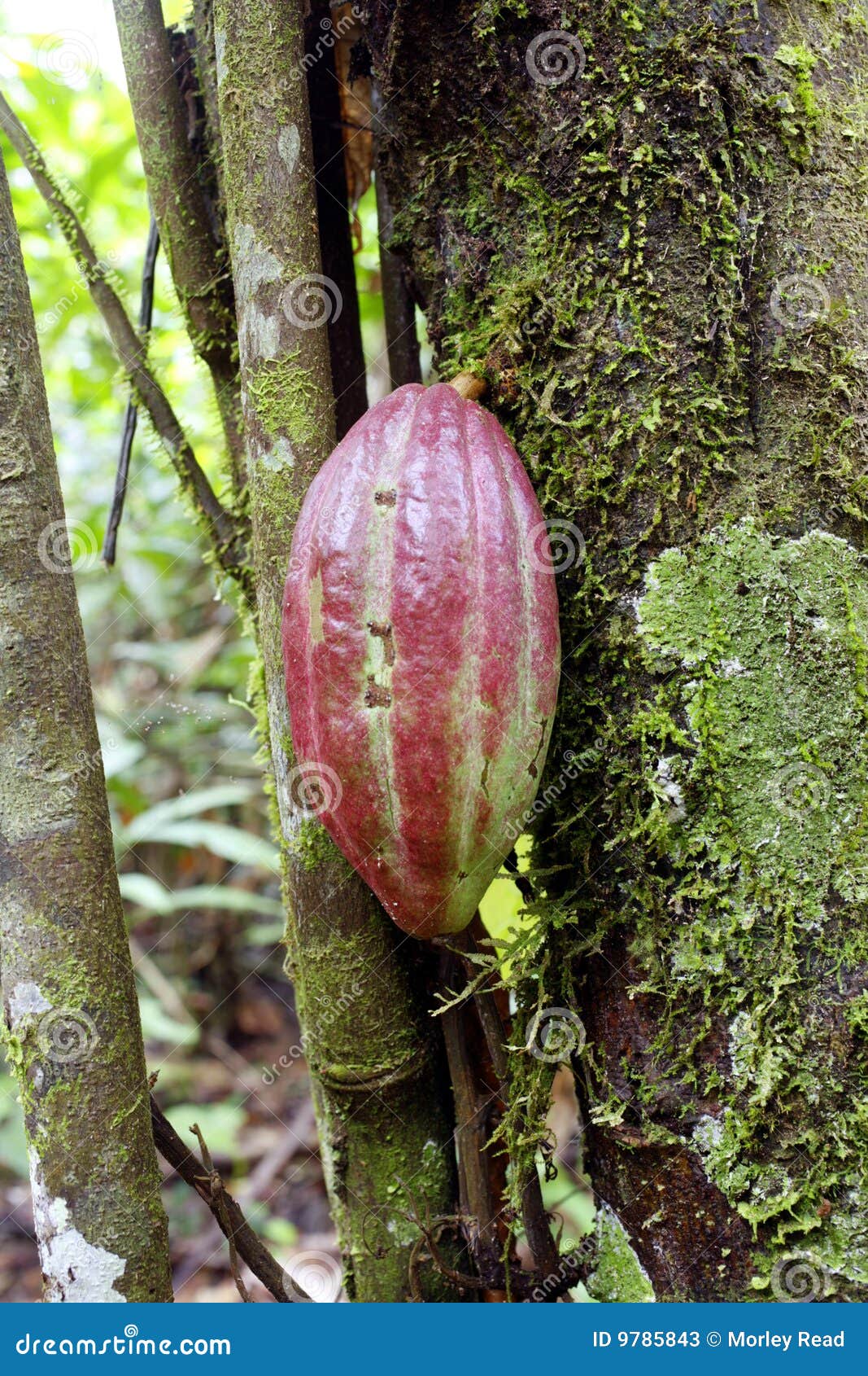 Cocoa pod stock image. Image of rainforest, cash, forest - 9785843