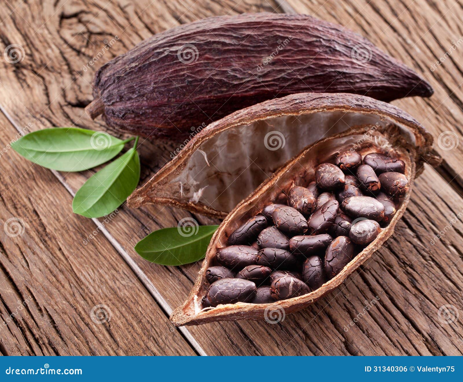 Cocoa pod stock photo. Image of plant, ingredient, cacao - 31340306