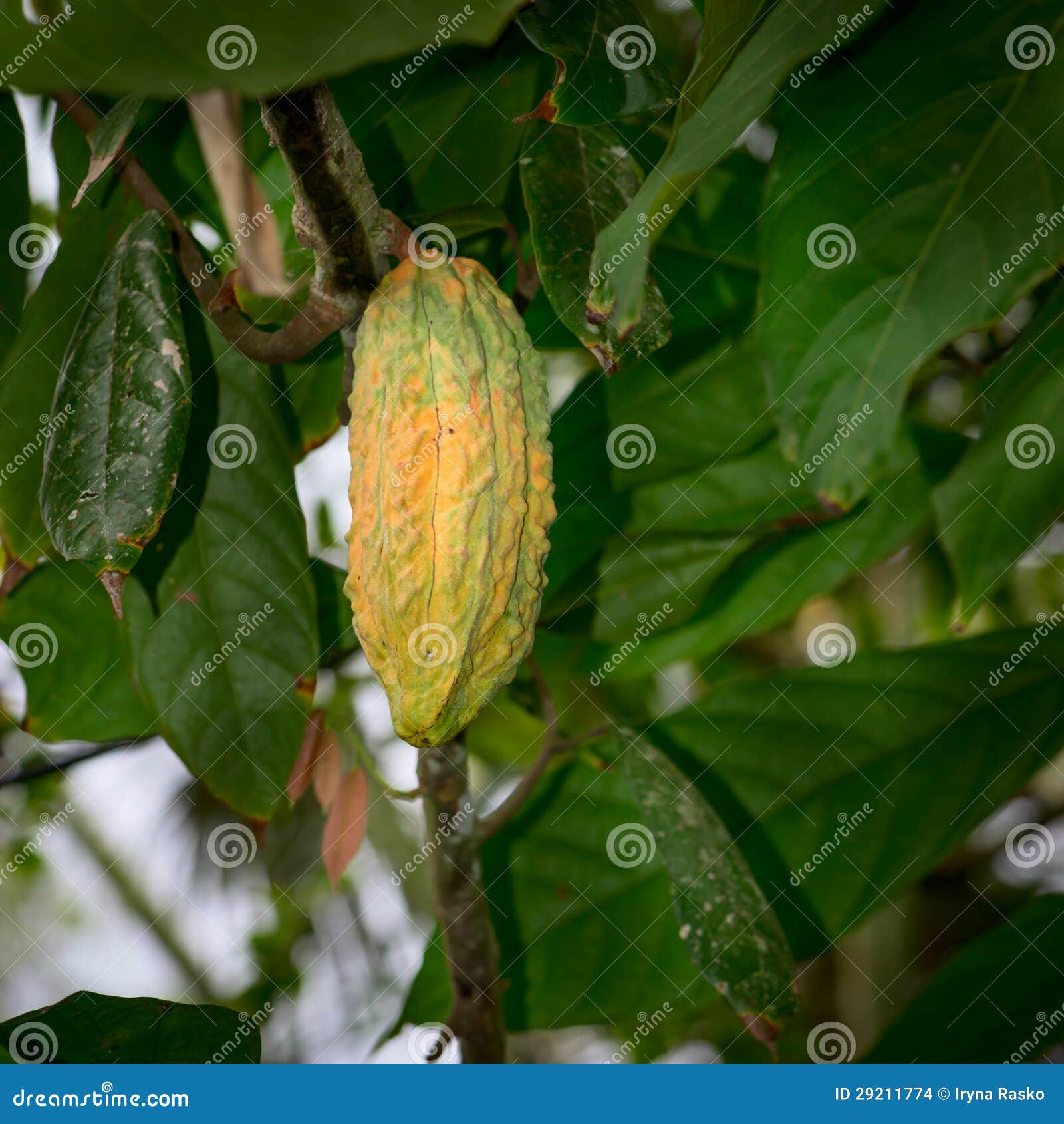 Cocoa pod on the tree stock photo. Image of garden, core - 29211774