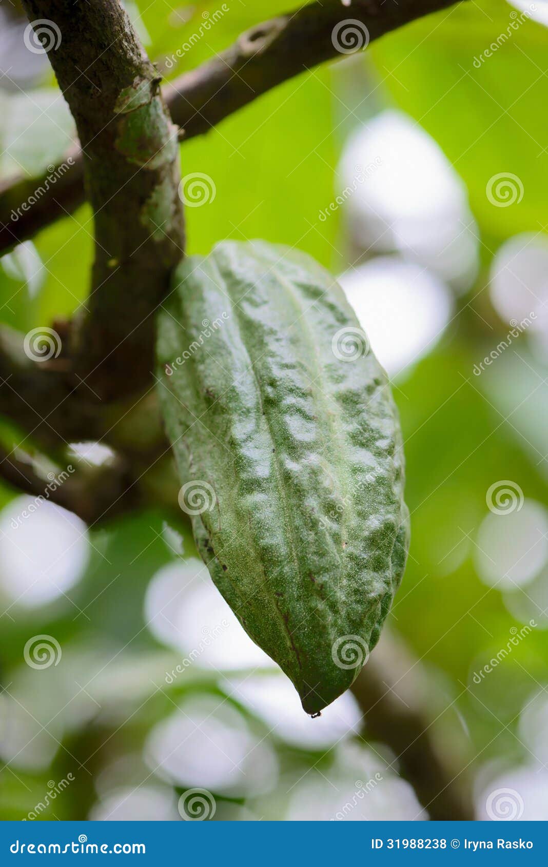 Cocoa pod on the tree stock photo. Image of leaf, asia - 31988238
