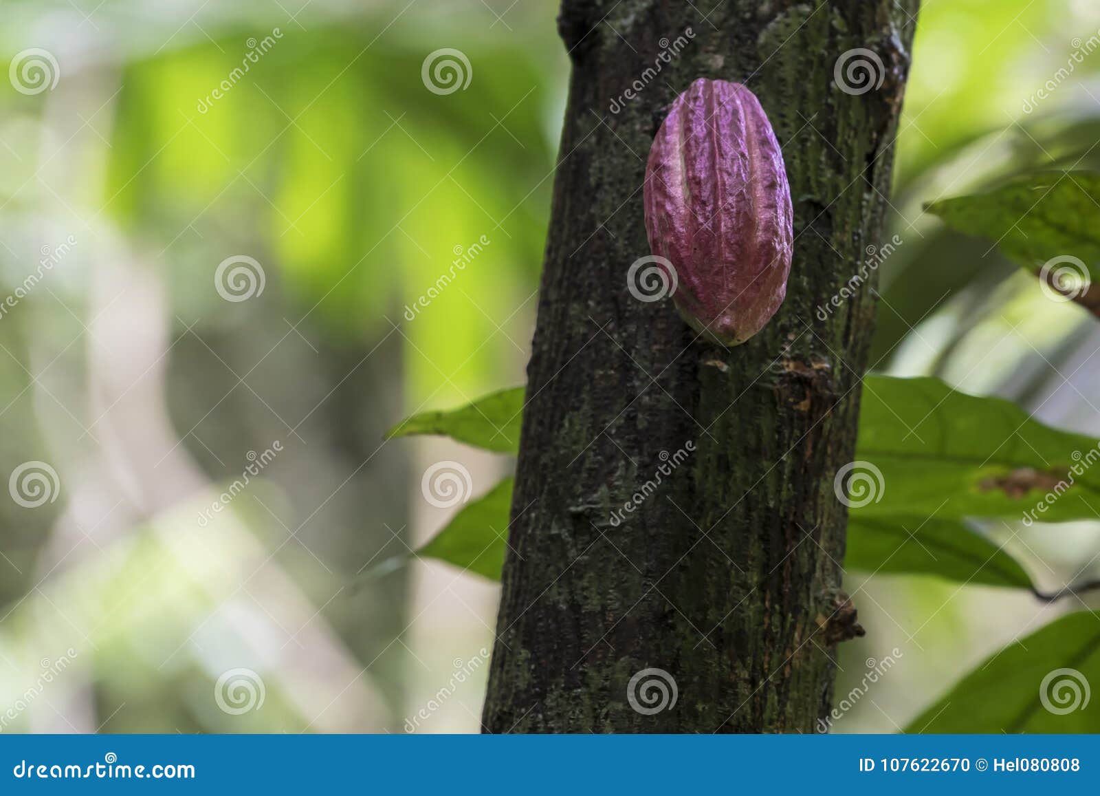 Cocoa pod on tree stock photo. Image of theobroma, flora - 107622670