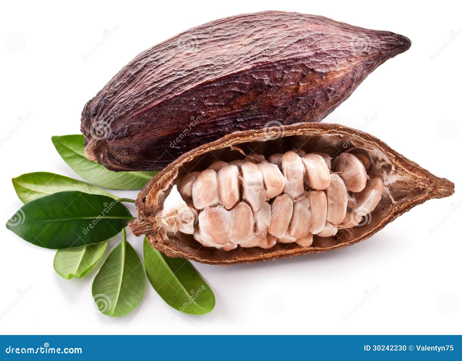 Cocoa pod stock photo. Image of food, brown, nature, ingredient - 30242230