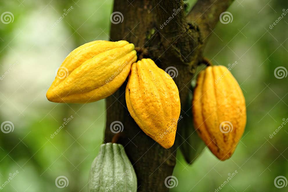 Cocoa pods stock photo. Image of natural, bean, open - 18341370
